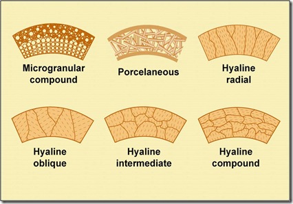 GEOARC2011: DINDING CANGKANG FORAMINIFERA